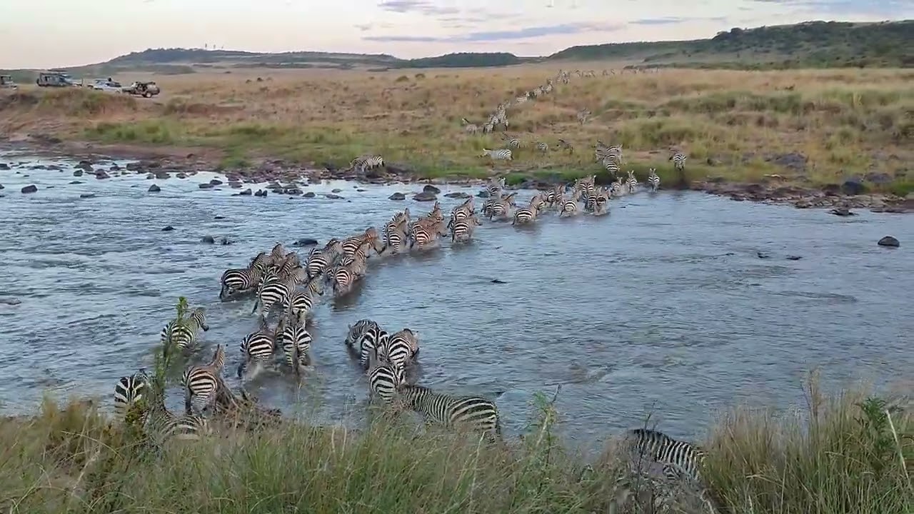 Zebras cross the Mara River; the Great Migration continues. - YouTube