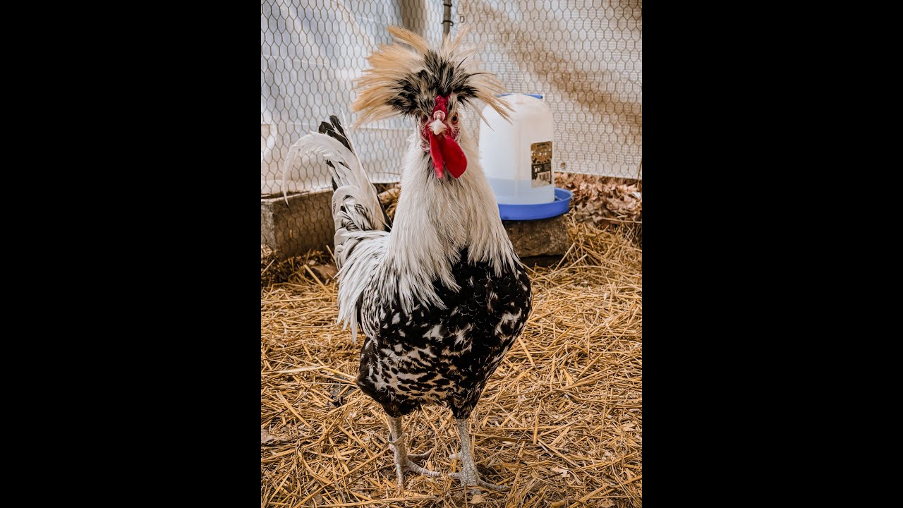 🐔 Live from the coop with Kramer 🏡🌿 - YouTube