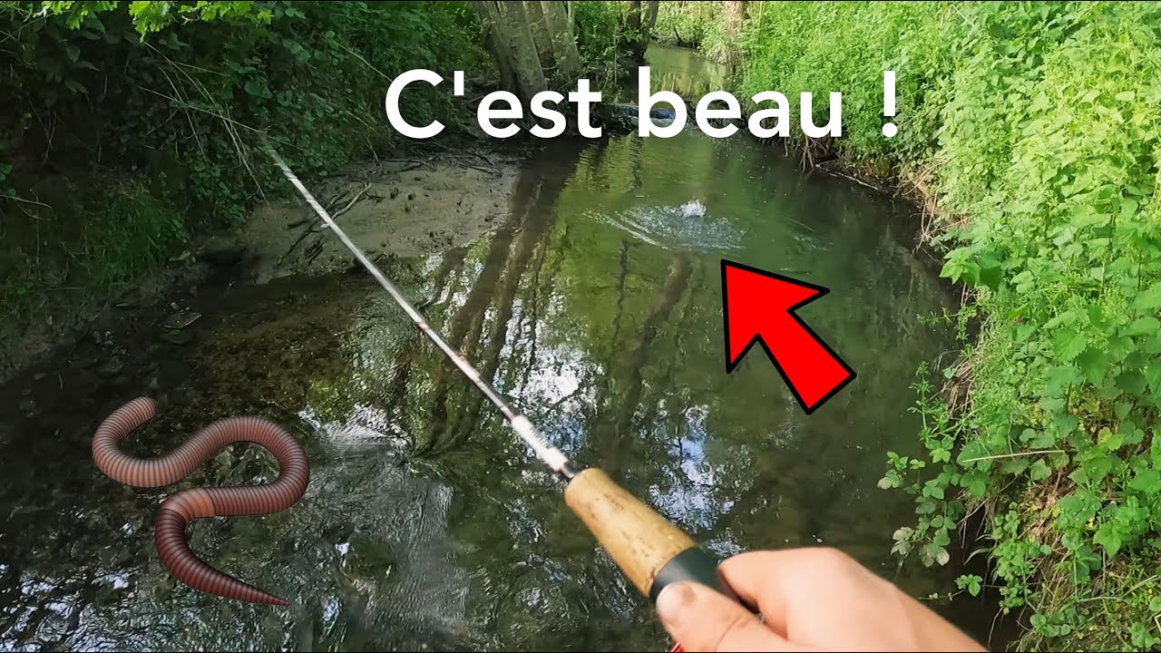 Des TRUITES au vers de terre en RUISSEAU !? (ça cartonne) - YouTube