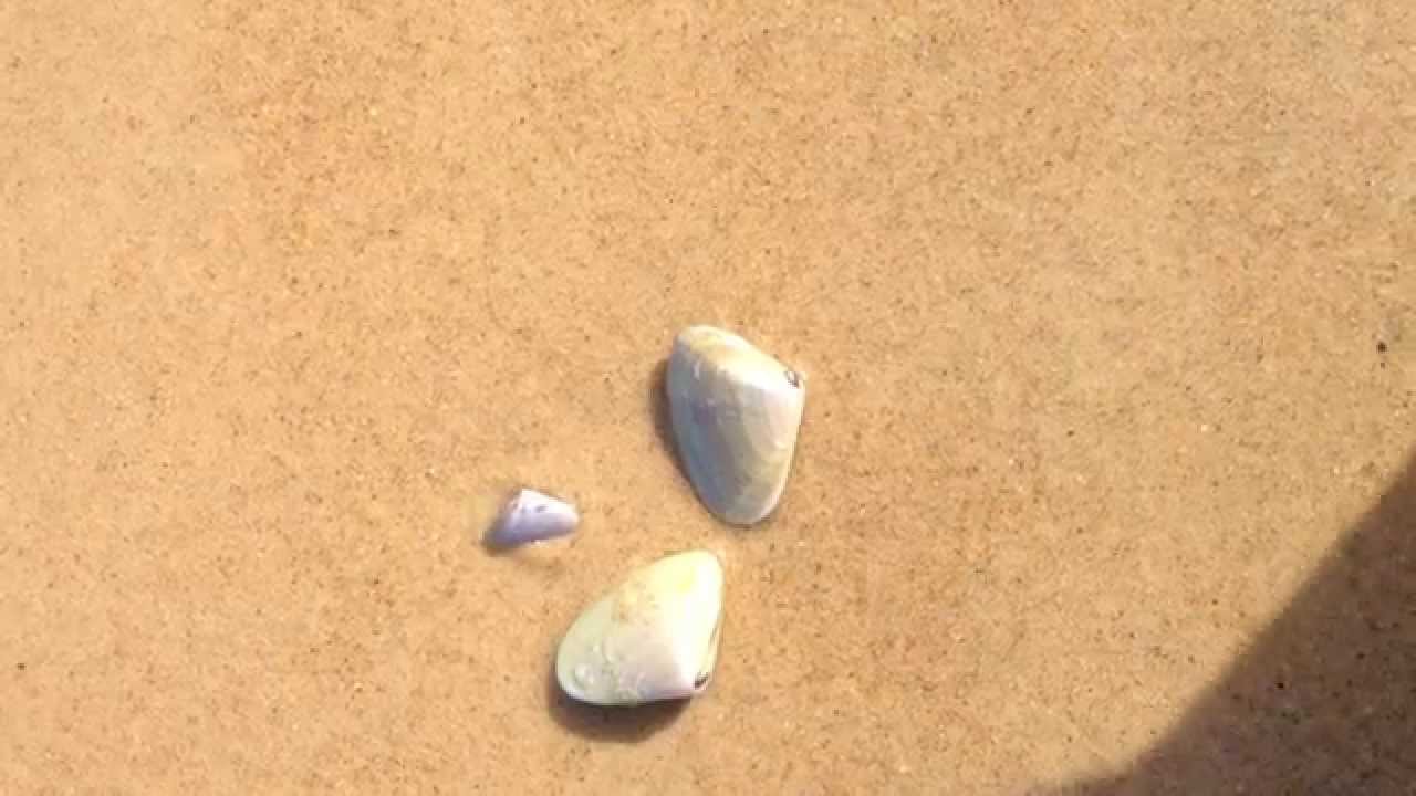 Watch a pipi bury into the sand - Mollusc -Plebidonax deltoides - YouTube