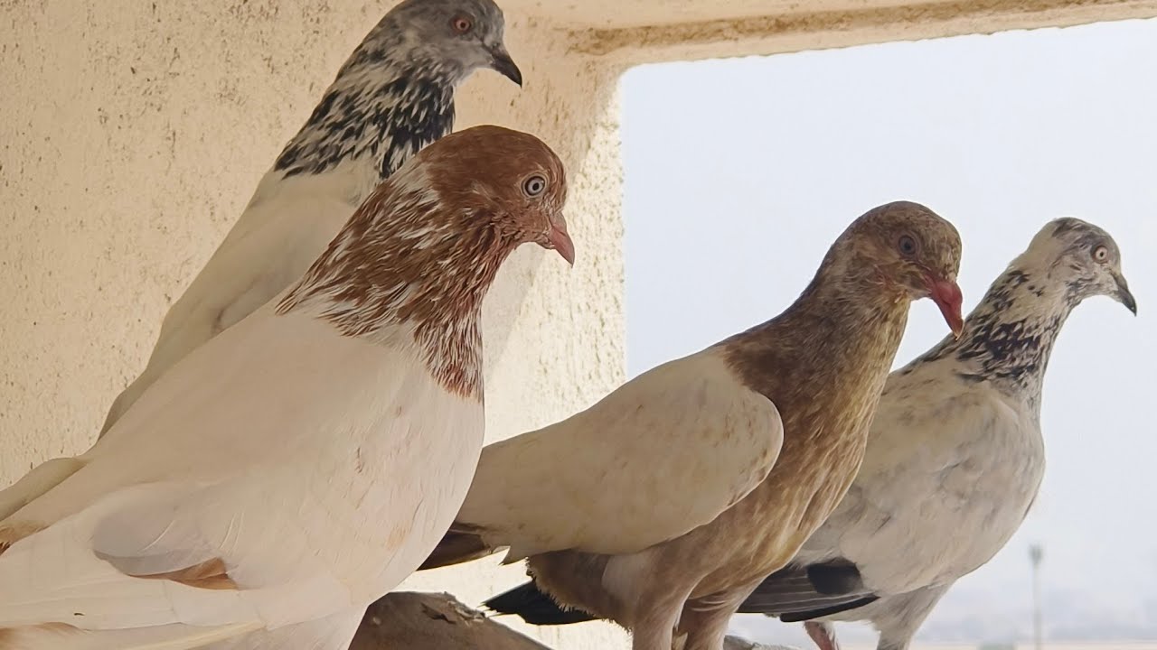 PREMIUM QUALITY HIGHFLYER PIGEON SELL - YouTube