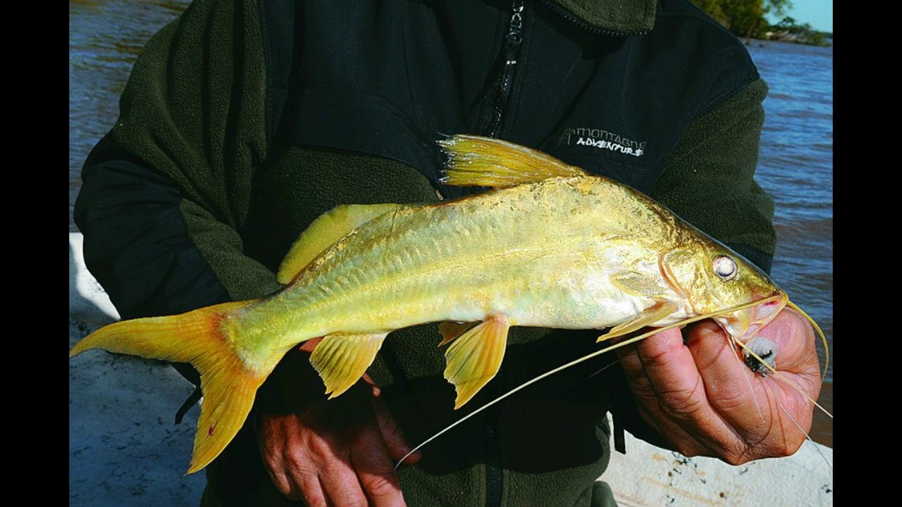 peces de argentina parte 1 - YouTube