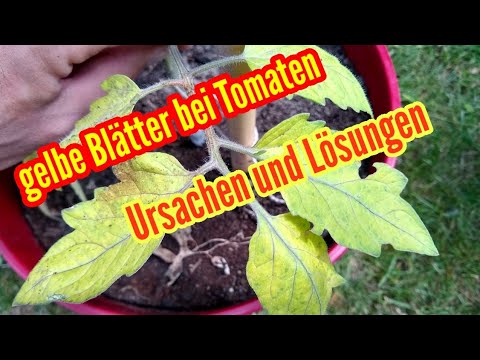 Gelbe Blätter Tomaten Ursachen und Lösungen Tomaten gelbe Blätter