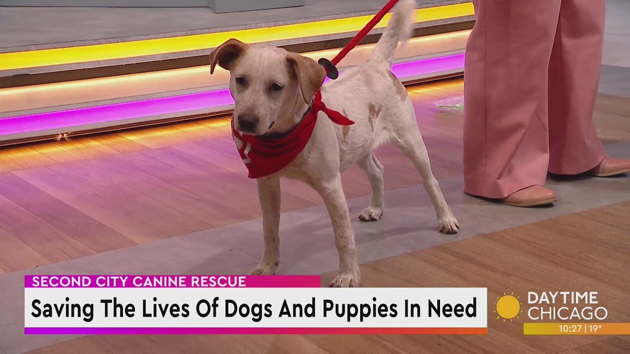 Second City Canine Rescue: Saving The Lives Of Dogs And Puppies In Need ...