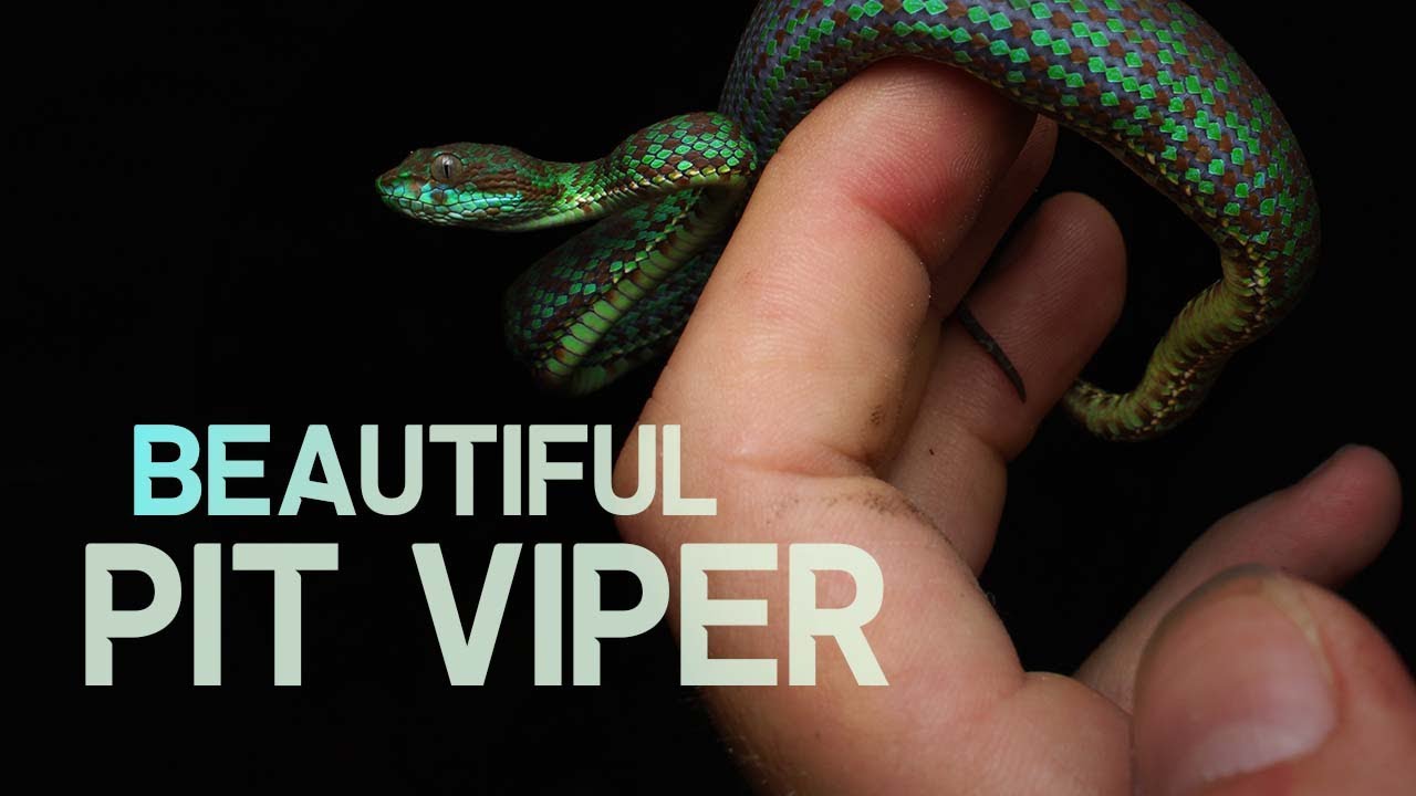 LOOKING FOR BEAUTIFUL PIT VIPERS - YouTube