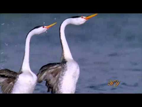 Dalğıc quşlarının rəqsi