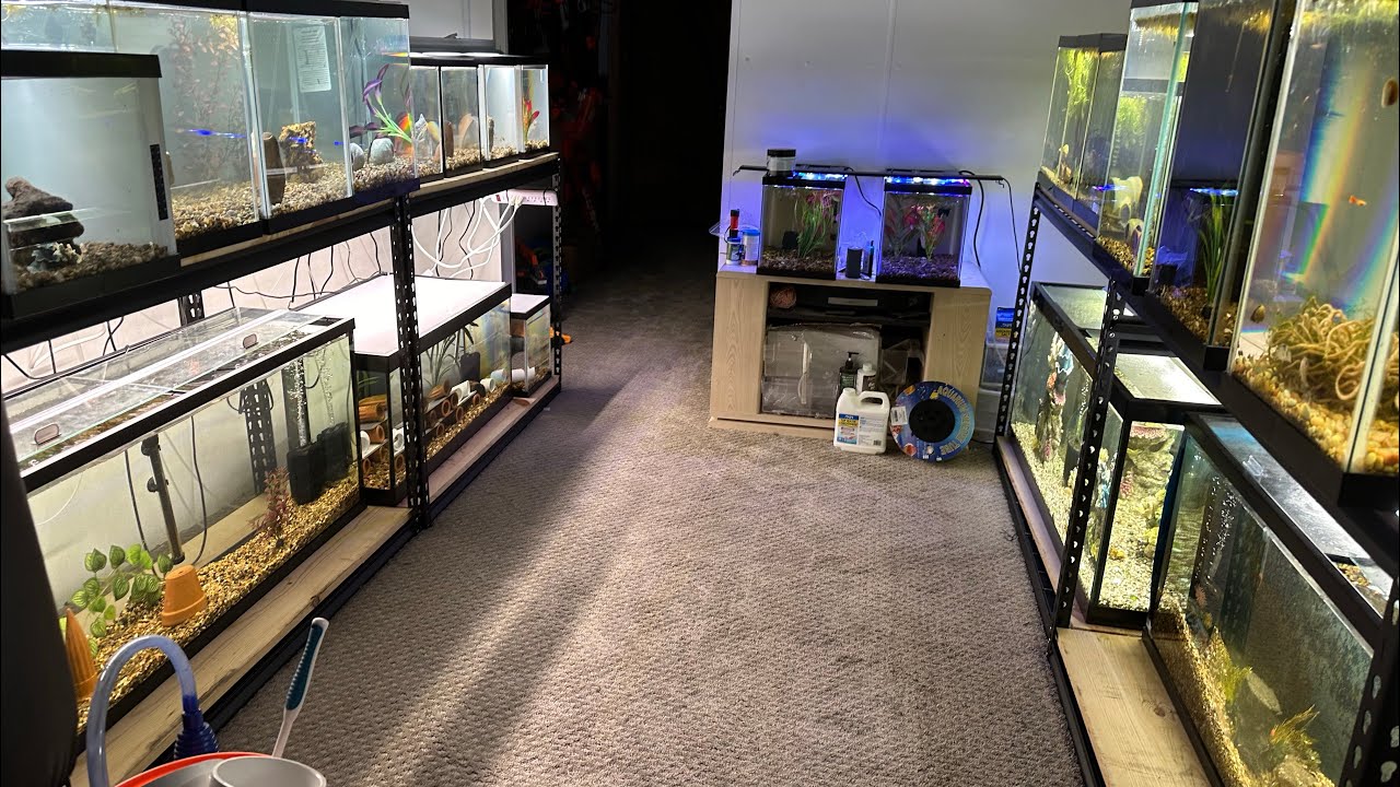 Fish room update all the new tanks are full - YouTube