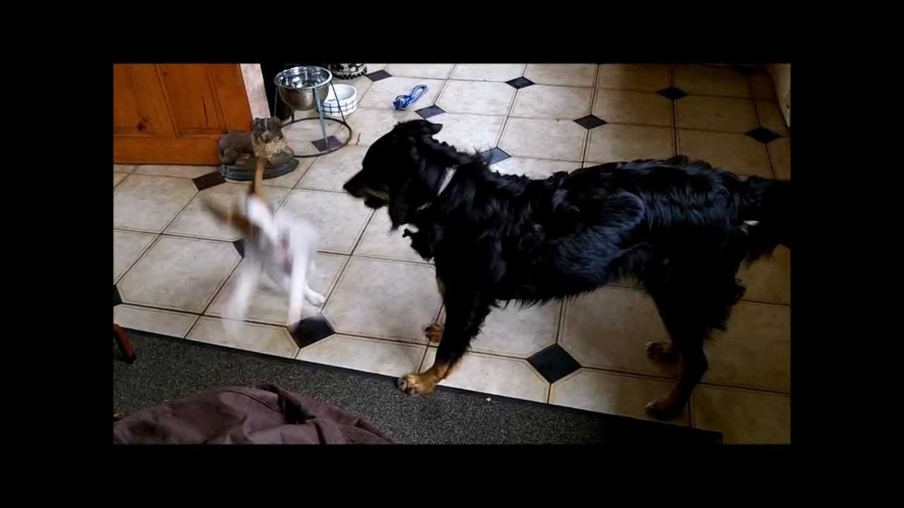 Puppy Jack Russell Terrier Fighting with Wesh Collie Pup - YouTube