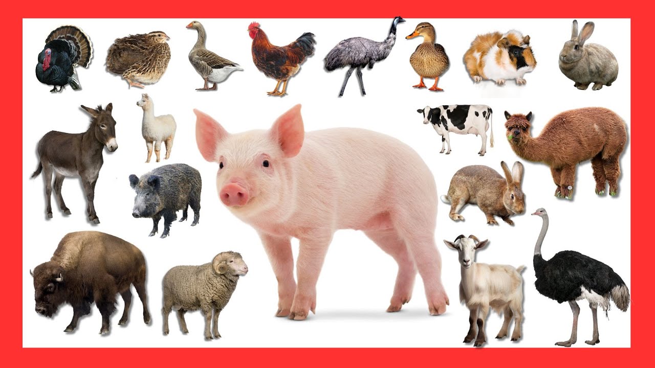 Learn Farm Animals in English for Kids - YouTube