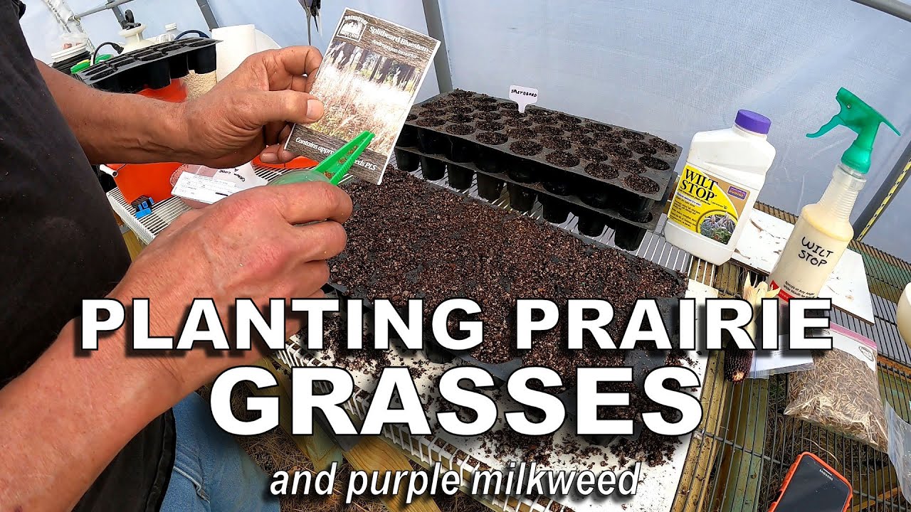 Starting the 2021 Prairie Grass Seeds [and Purple Milkweed] - YouTube