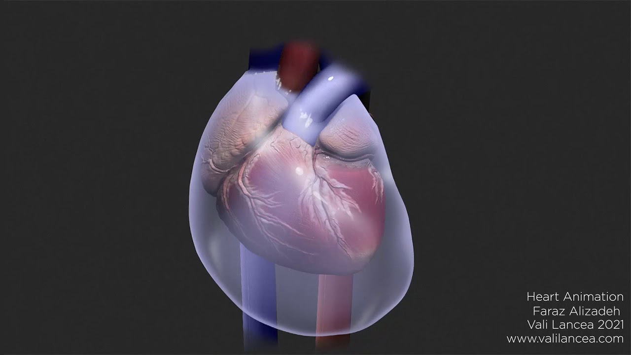 Pericardium - animation by Vali lancea - YouTube