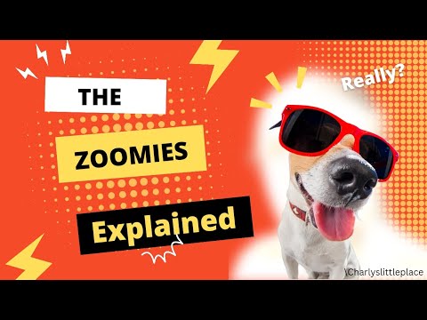Unleashing The Mystery: ZOOMIES EXPLAINED - YouTube