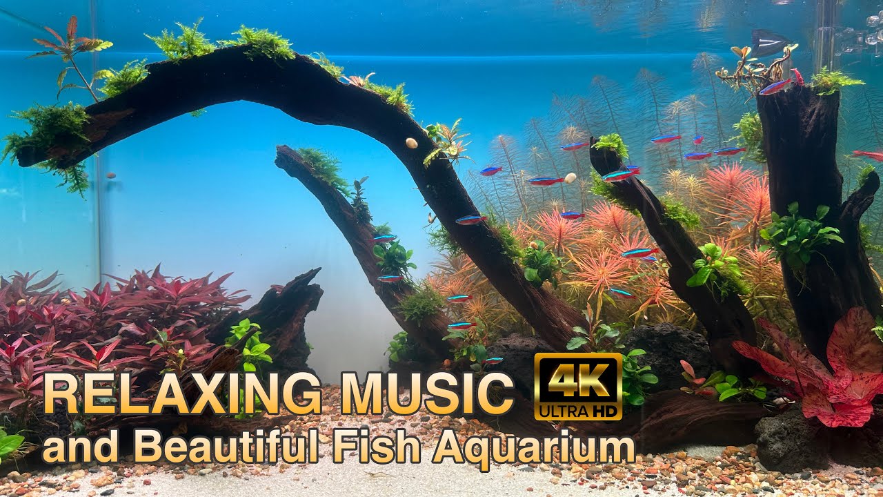 Relaxing with music and beautiful fish aquarium - Relaxing Music for ...