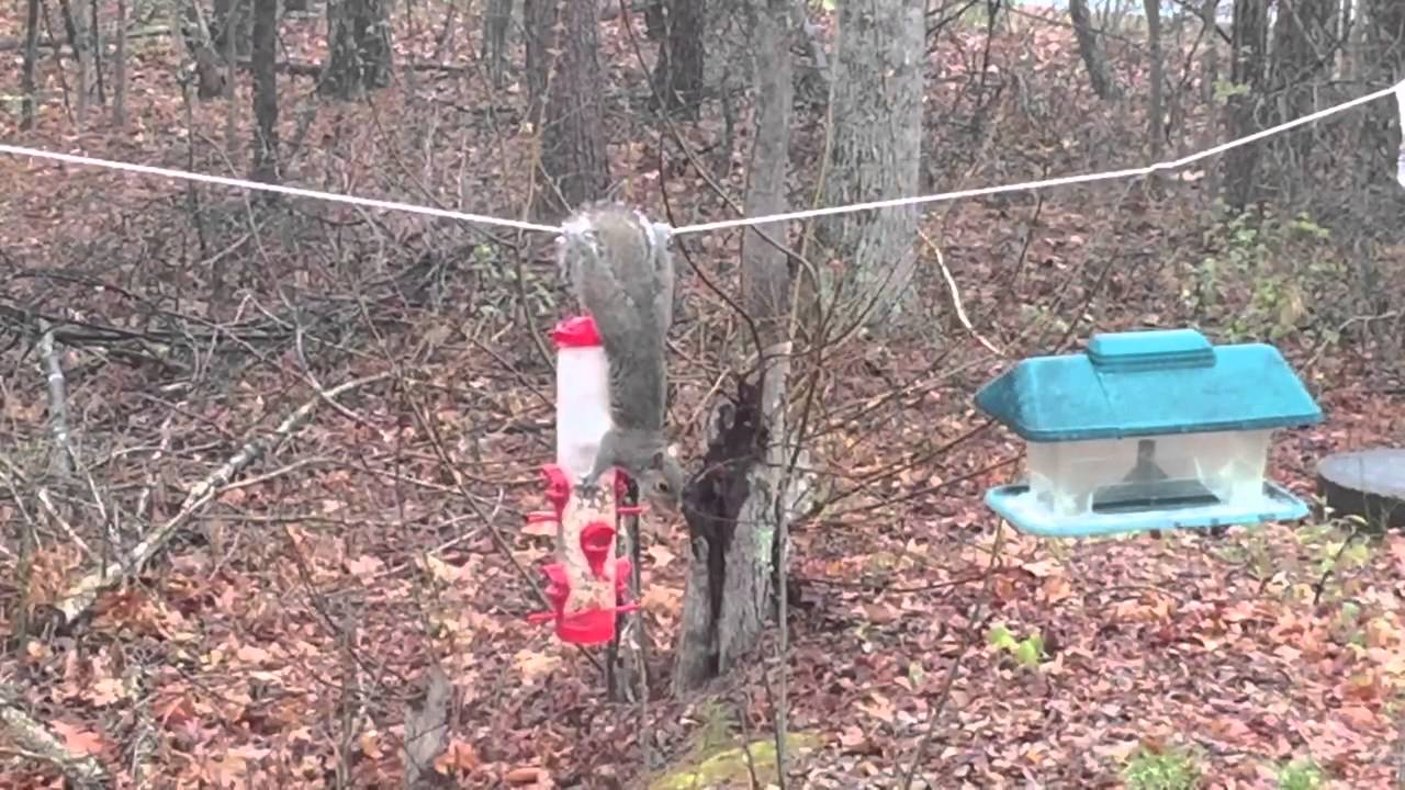 Squirrel balancing tight rope. Surprise Ending. WOW!! - YouTube