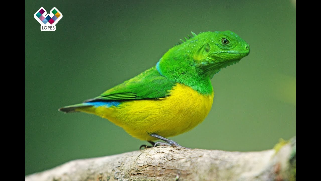 Photoshop Tutorial - Photo manipulation animals - YouTube