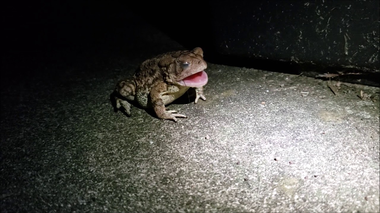 Frog Eating Grasshopper
