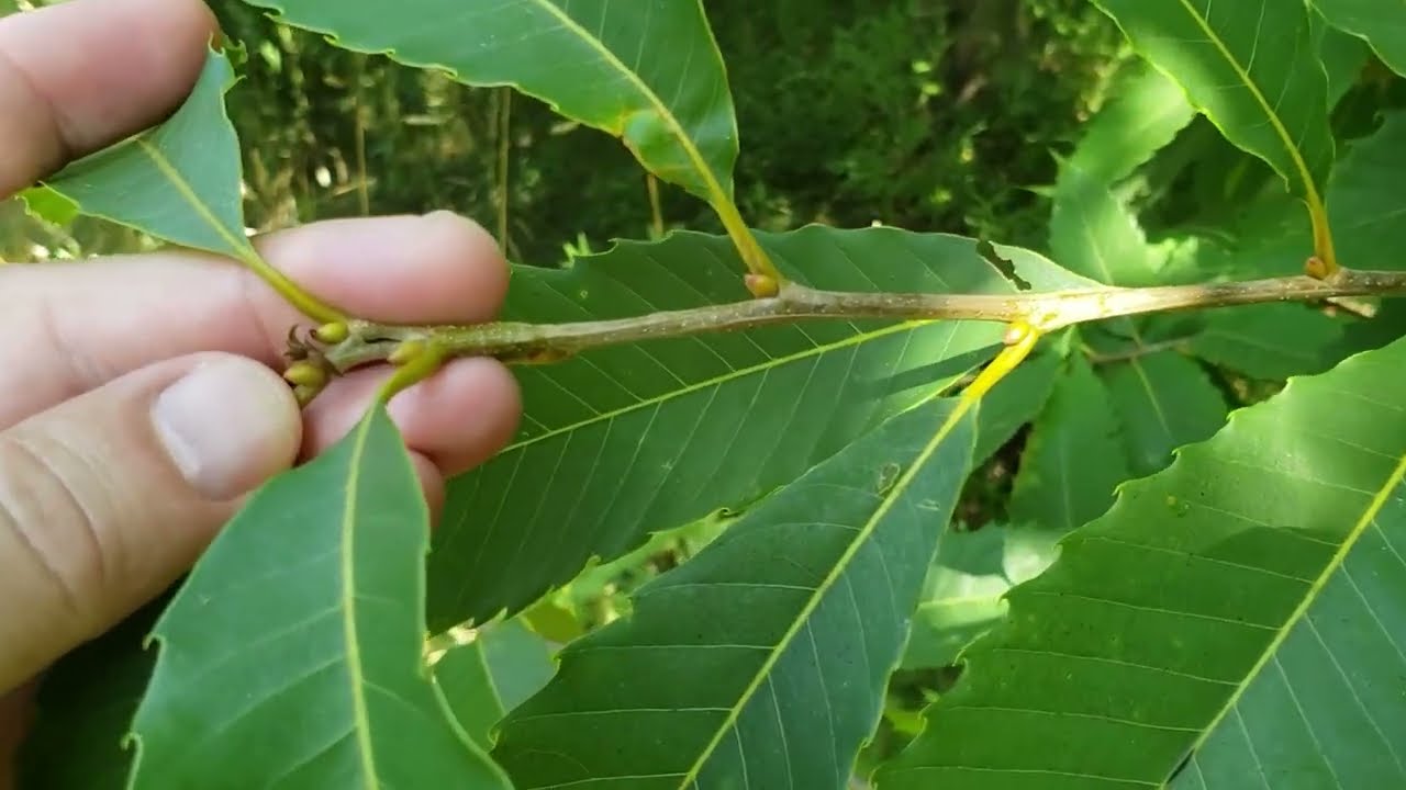 American Chestnut Tree Identification Is This An American Chestnut?