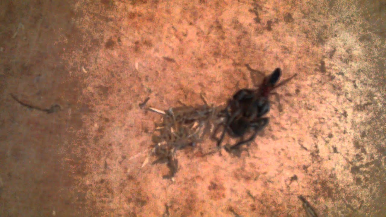 Blue Mud Dauber & her spider - YouTube