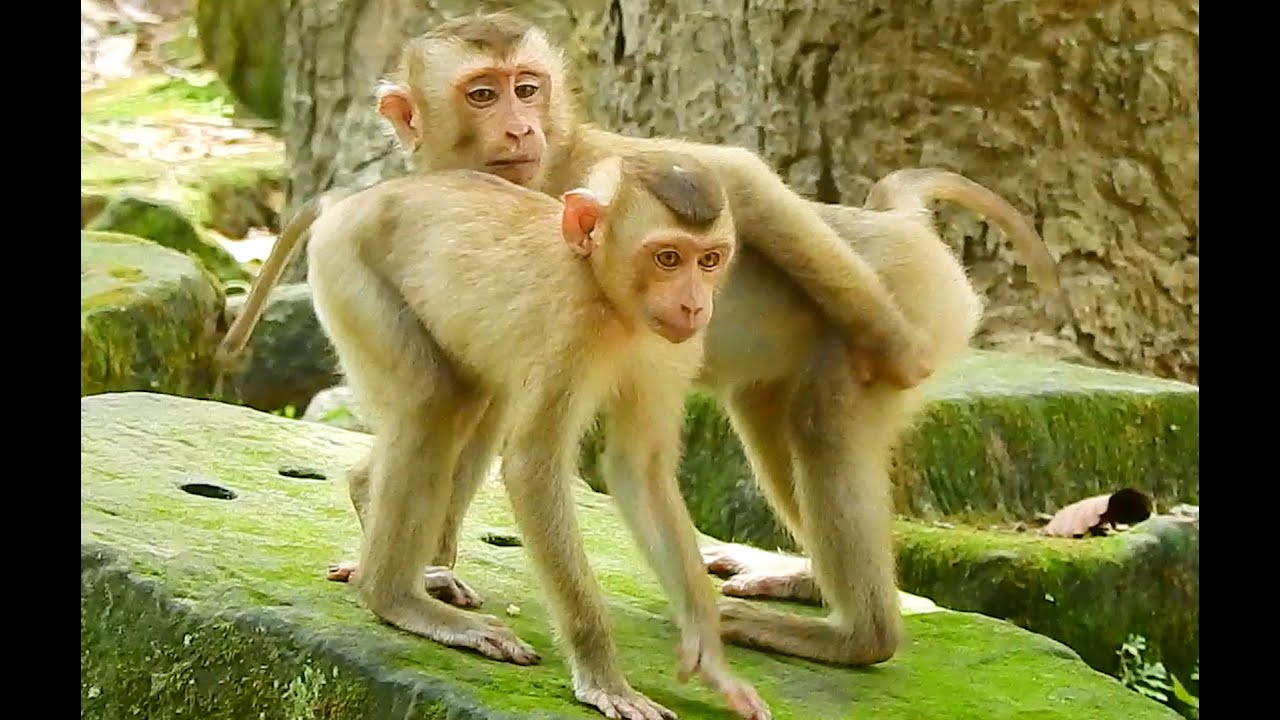 The Two Abandoned Monkeys, Brovo and Snoopy,. - YouTube