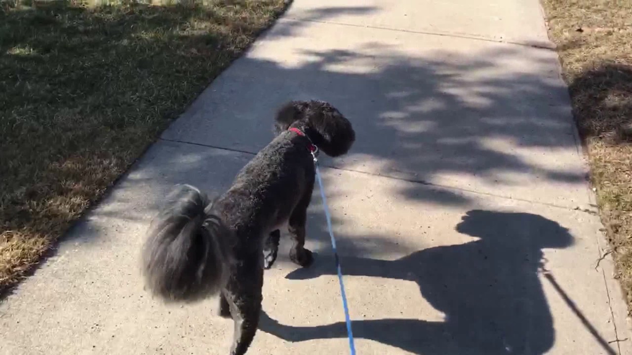 GIBSON'S DAILY WALK IN HIGH DEFINITION - YouTube