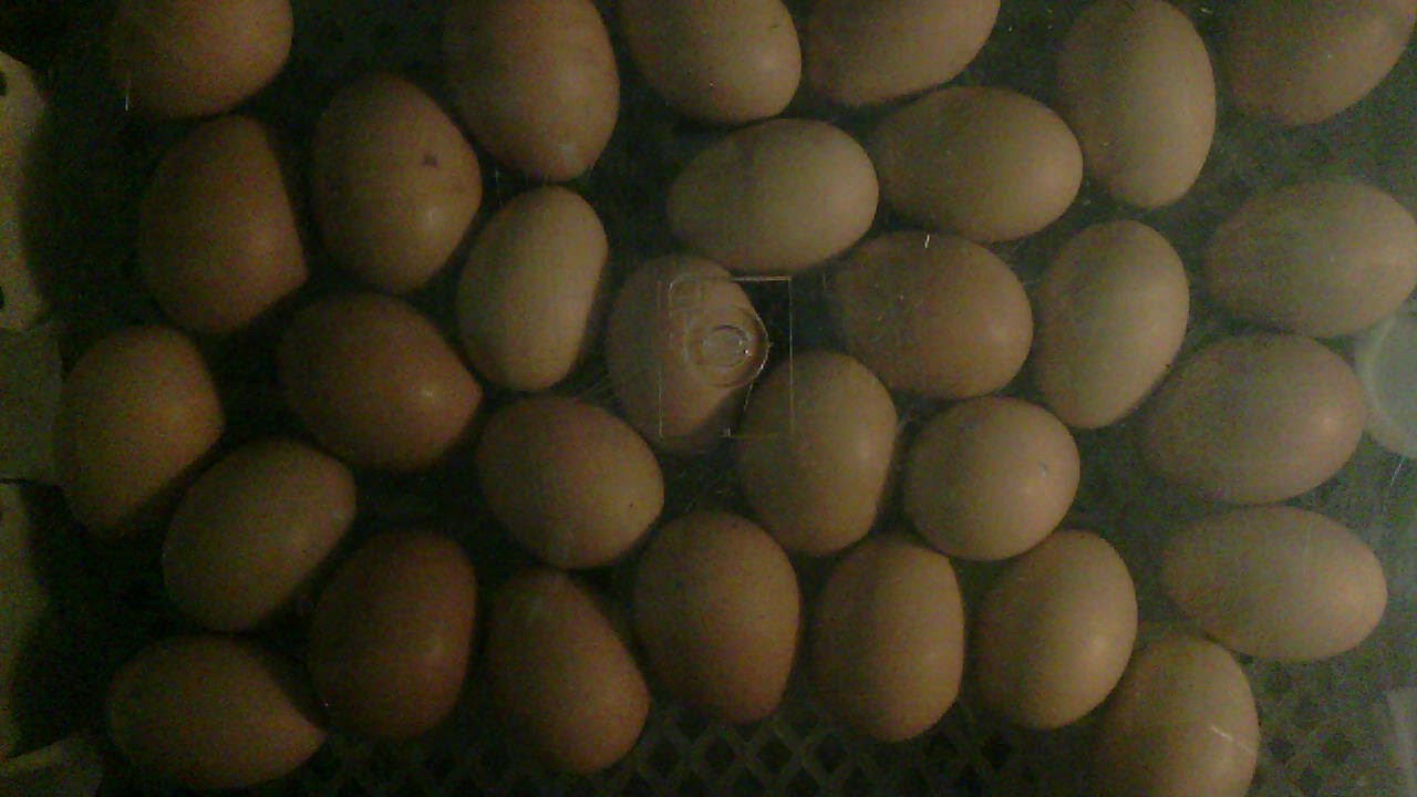 Egg Cam 4/7/2020 8:30pm - YouTube