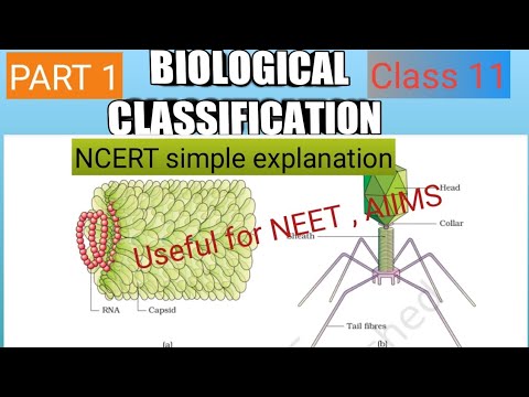 biology class 11 Biological classification part 1 - YouTube