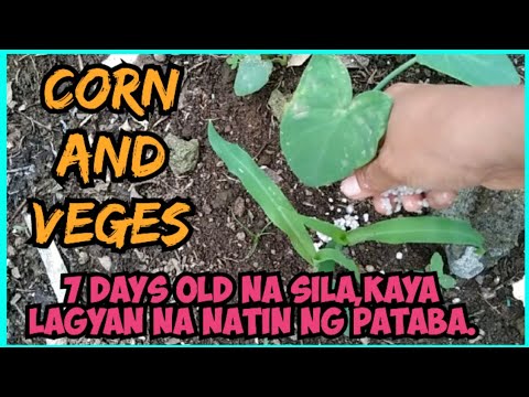 NAGLAGAY NG PATABA SA AKING BAGONG TANIM NA MAIS #buhayprobinsya - YouTube