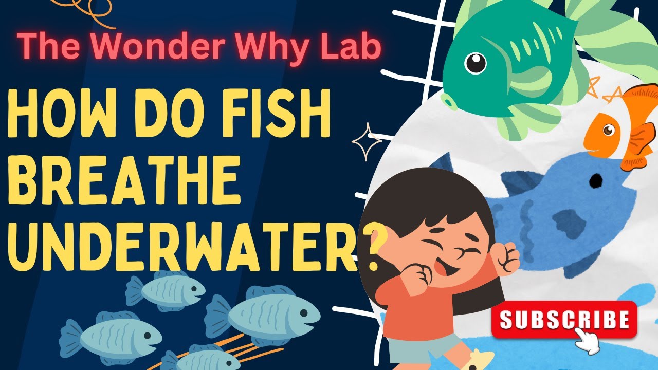 Science for Kids: How Do Fish Breathe Underwater? | The Wonder Why Lab ...