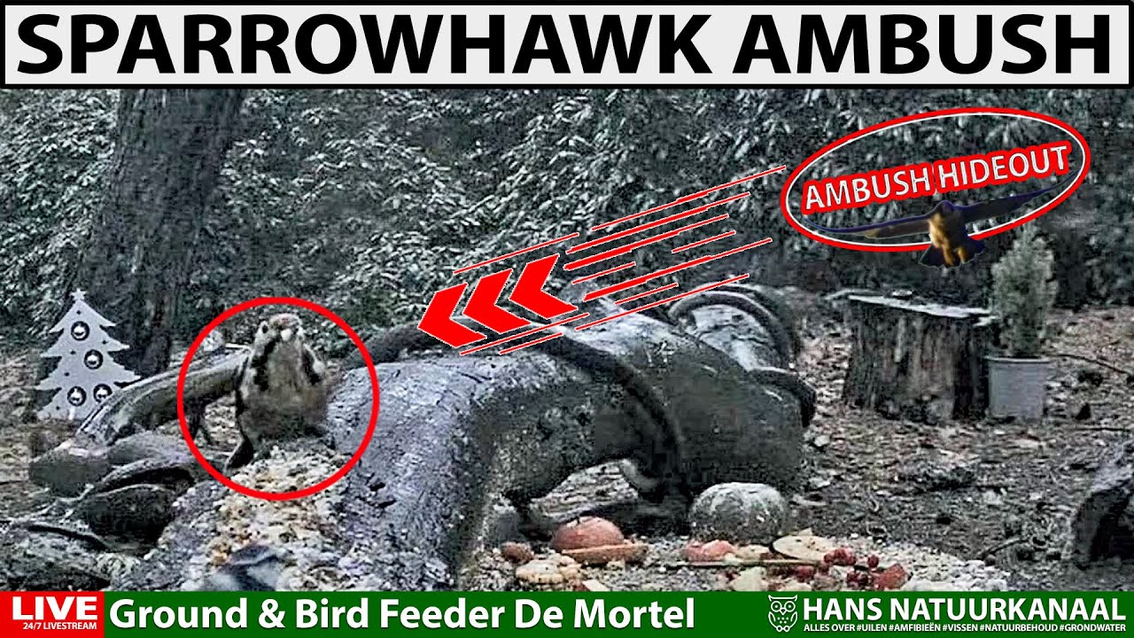 Sperwer grijpt Grote bonte specht! - YouTube