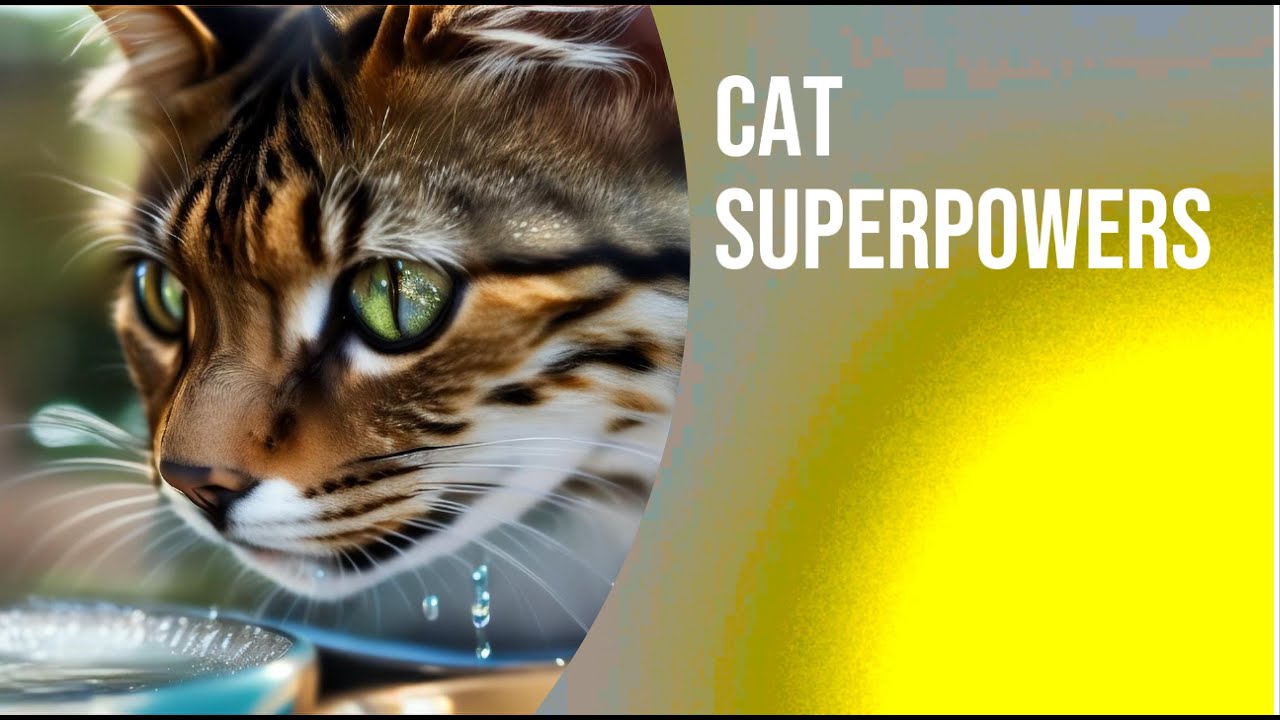 Cat Superpowers "Be Amazed by the Superpowers of Your Feline Friends ...