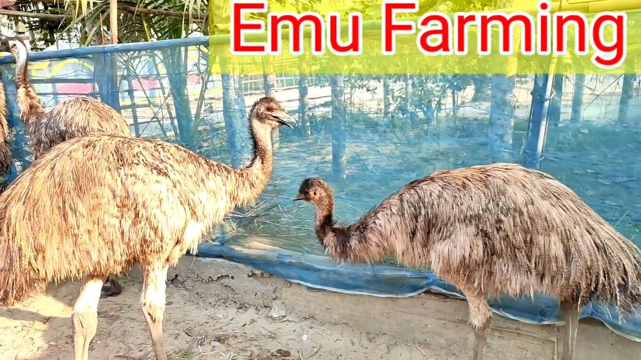 Emu Farming kaise kare || How to start emu farming in India |Profitable ...