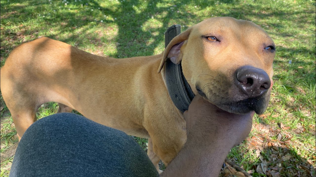 MAYDAY/BARRACUDA/ HOLLINGSWORTH GYP! (REDBOY JOCKO BOLIO) - YouTube