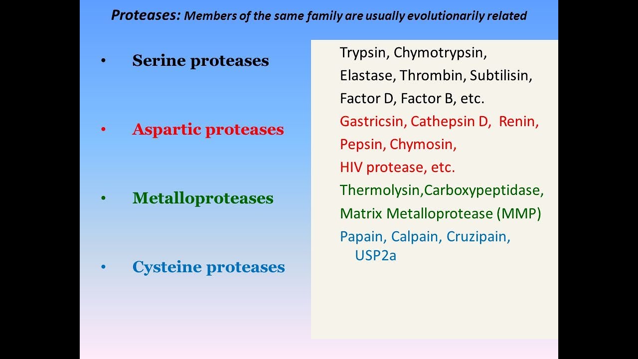 Serine Proteases Mechanism of Action - YouTube