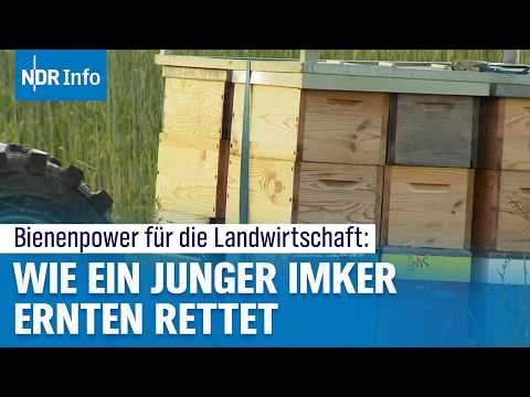Wie ein 26-jähriger Imker mit 1.200 Bienenvölkern Landwirte zum Mehrertrag bringt | NDR Info