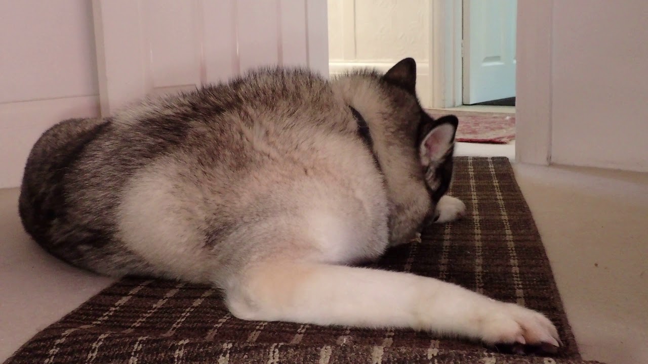 Olympus Tough TG-6 4K Video, Low-light, Husky Chewing Bone