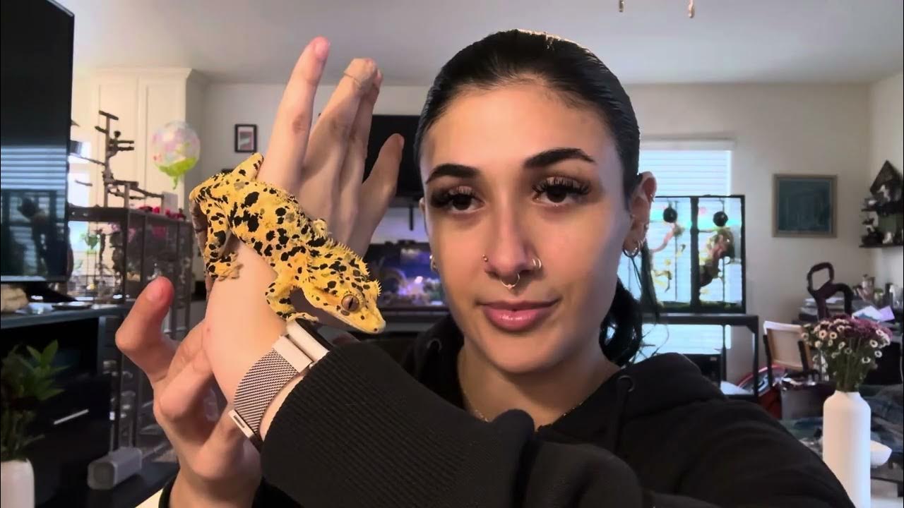 Unboxing a Ball Python and Two new Crested Geckos! - YouTube