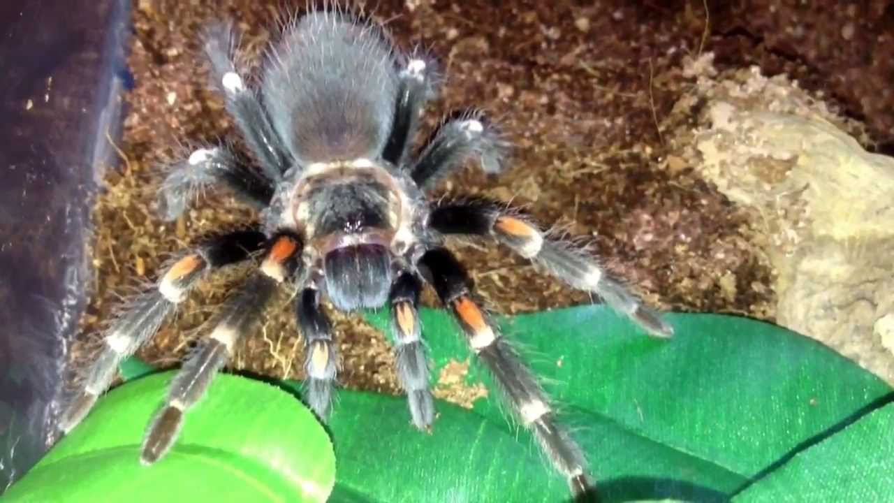 New additions from The Spider Shop Uk - YouTube