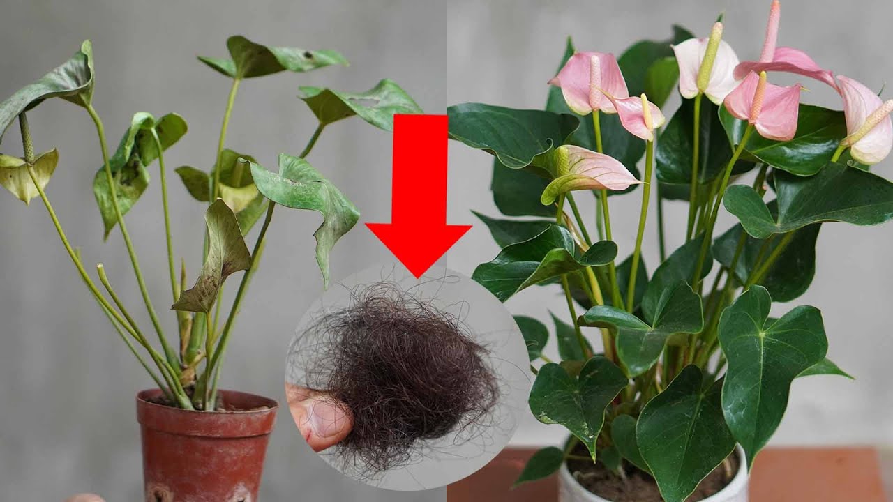 How To Restore The Vitality Of Anthurium To Easily Bloom Beautifully ...