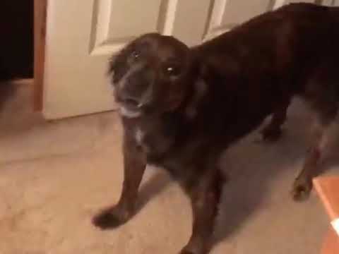 Man telling dog to shut up - YouTube