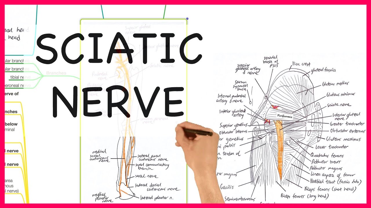Sciatic Nerve Course Anatomy