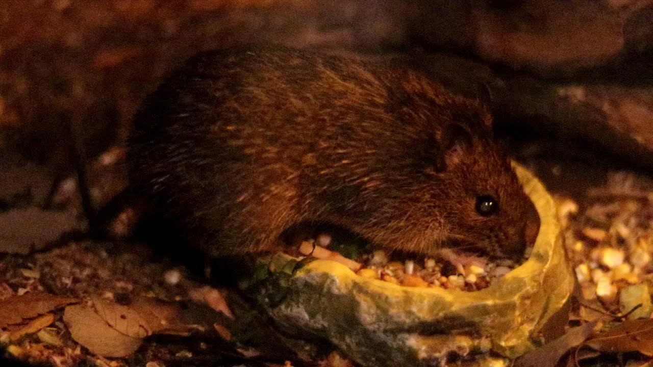 国内初公開！アマミトゲネズミ （埼玉県こども動物自然公園）Amami Spiny Rat - YouTube