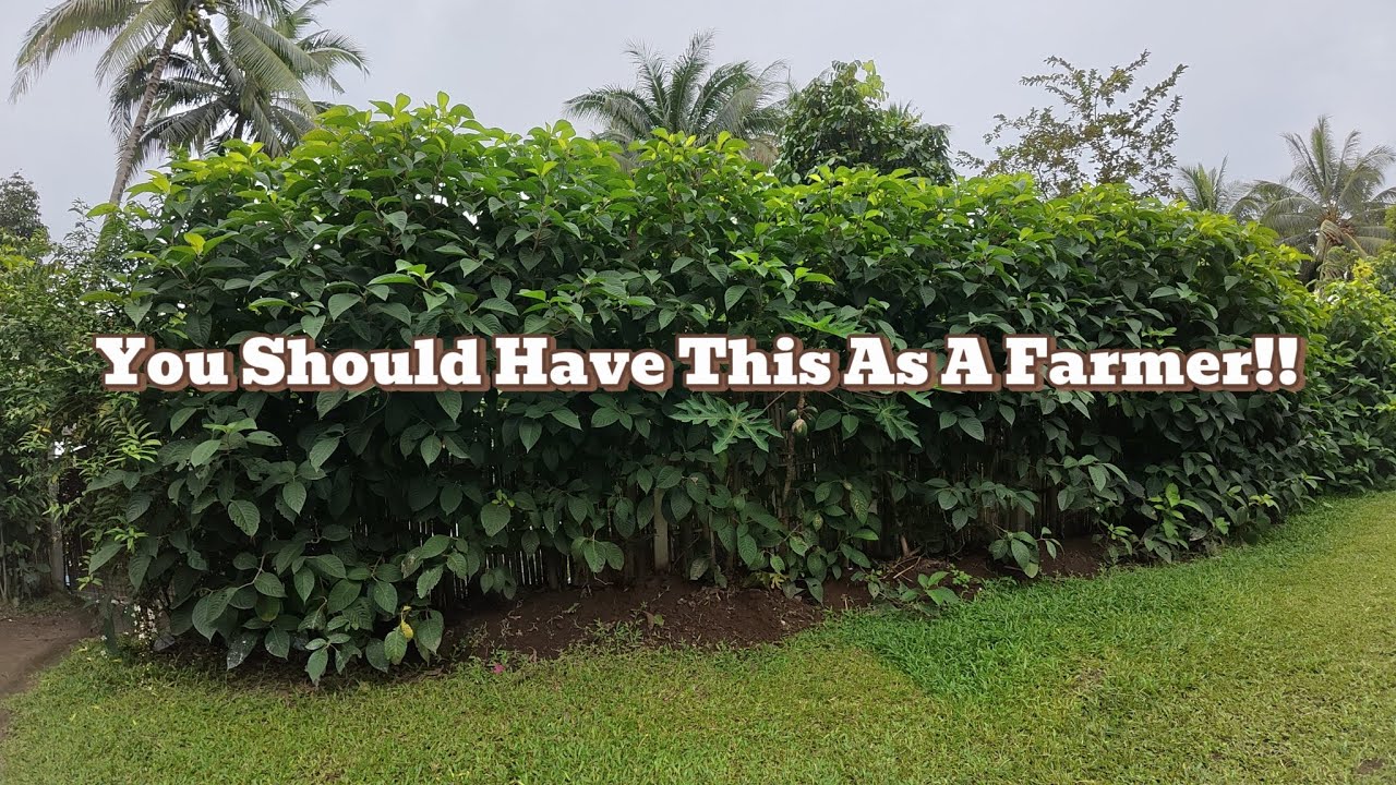 This MIRACLE PLANT Can Transform Your Backyard Farm: Grow This Once ...