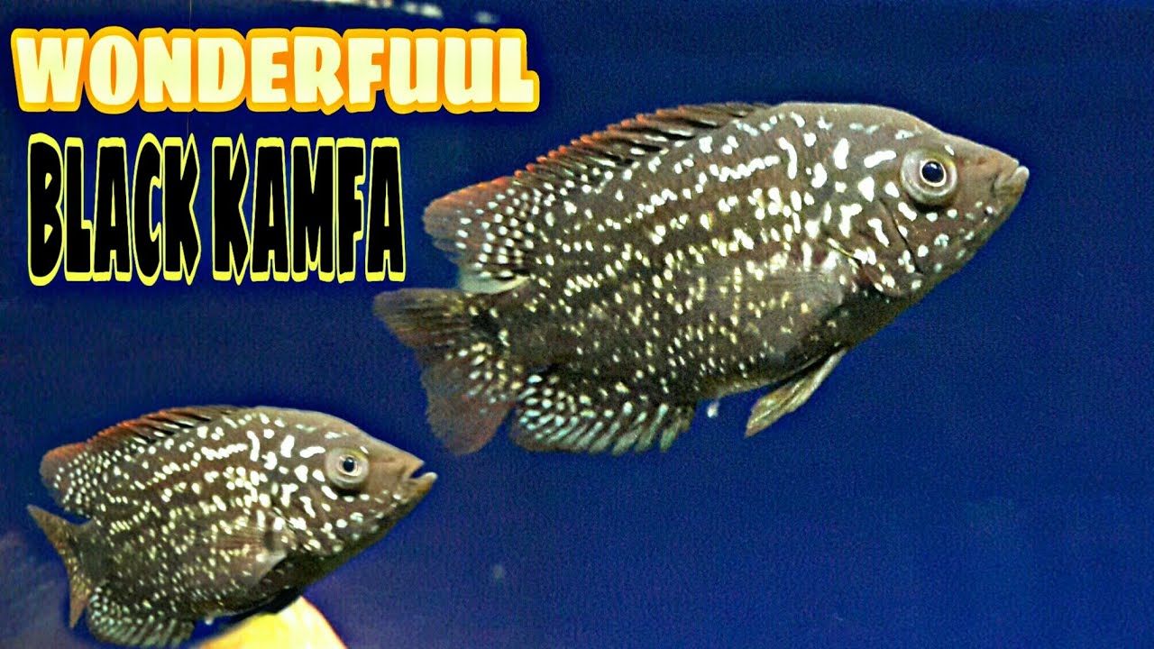 MENAKJUBKAN !! ROGRES LOUHAN SUPER VVIP BLACK KAMFA - YouTube