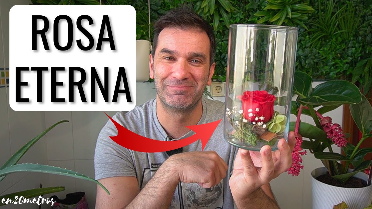 CINCO CUIDADOS PARA ROSA ETERNA o ROSAS PRESERVADAS (San Valentín y Día ...