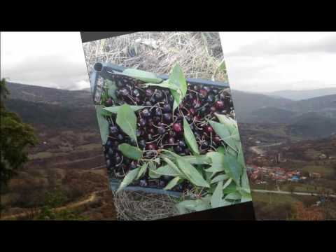 MALIÇ ÇİFTETELLİSİ 2017