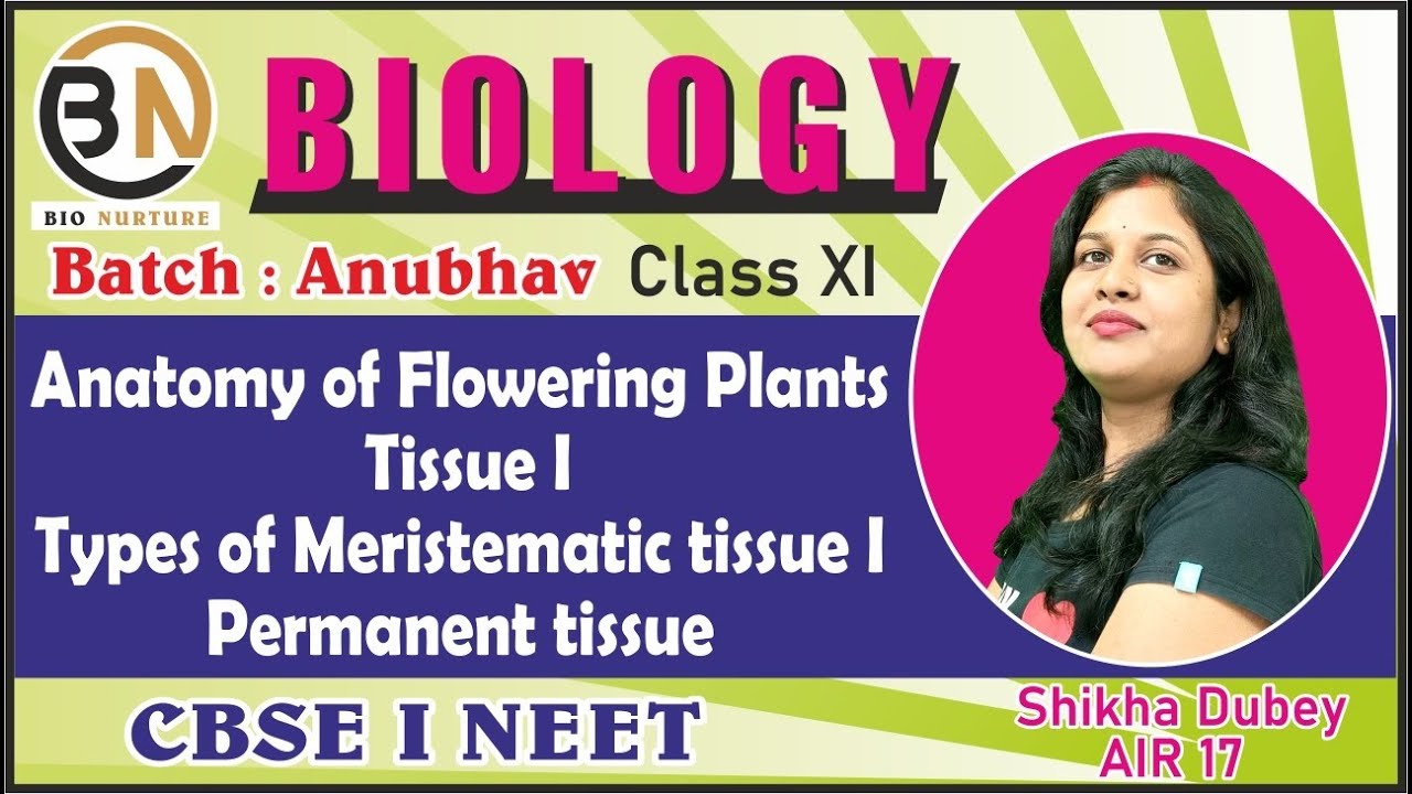 ANATOMY OF PLANTS|TISSUE| TYPES OF MERISTEMATIC TISSUE|PERMANENT TISSUE ...