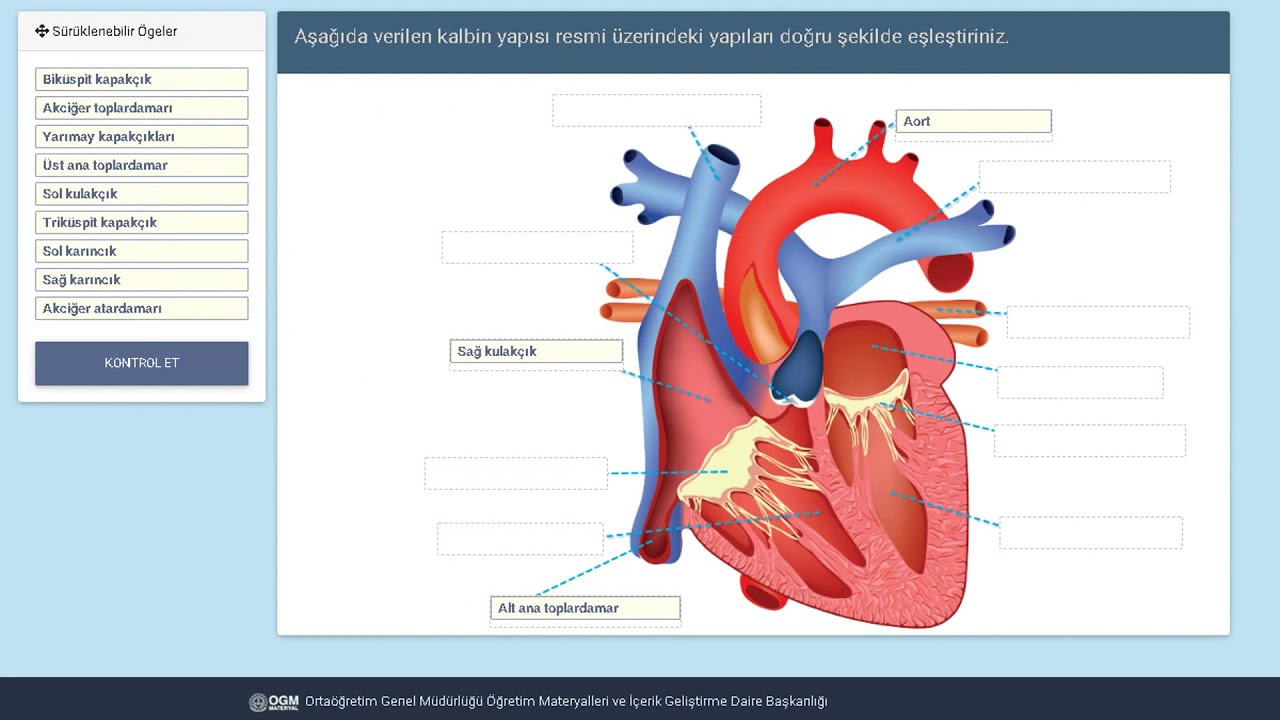 BİYOLOJİ 11. SINIF KALBİN YAPISI (ETKİLEŞİMLİ ÖRNEK) - YouTube