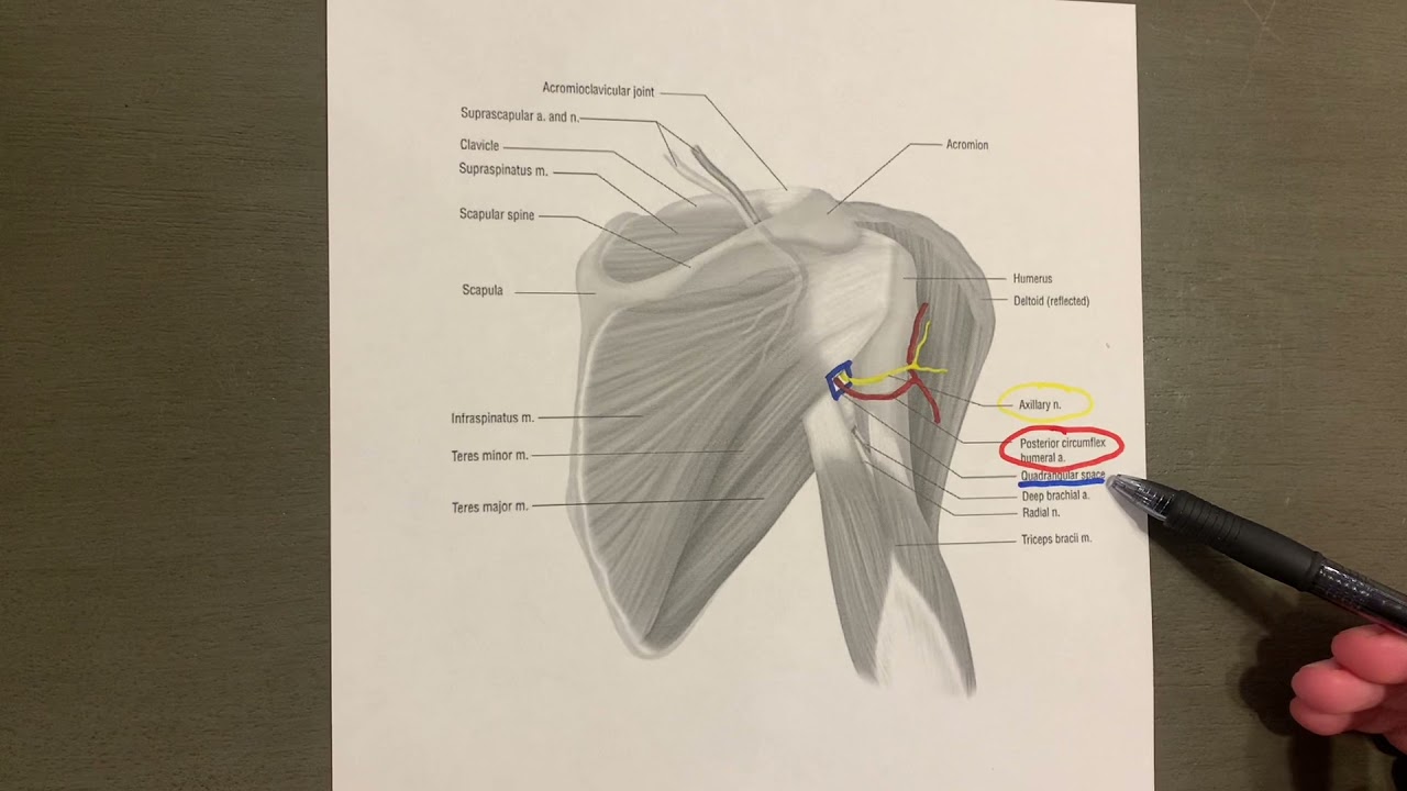 Quadrangular Space Anatomy