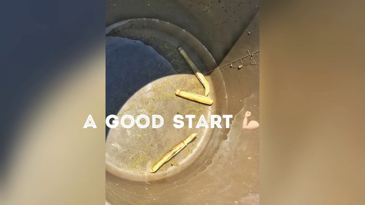 Razor Clamming in Japan - YouTube