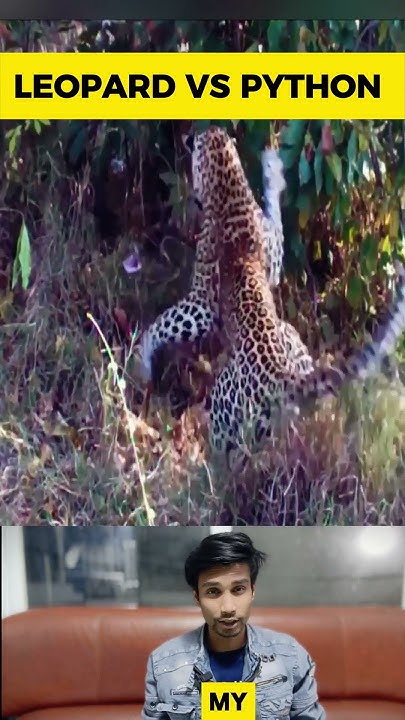 Leopard vs Python: Head to Head | Wildlife Animal Encounter - YouTube